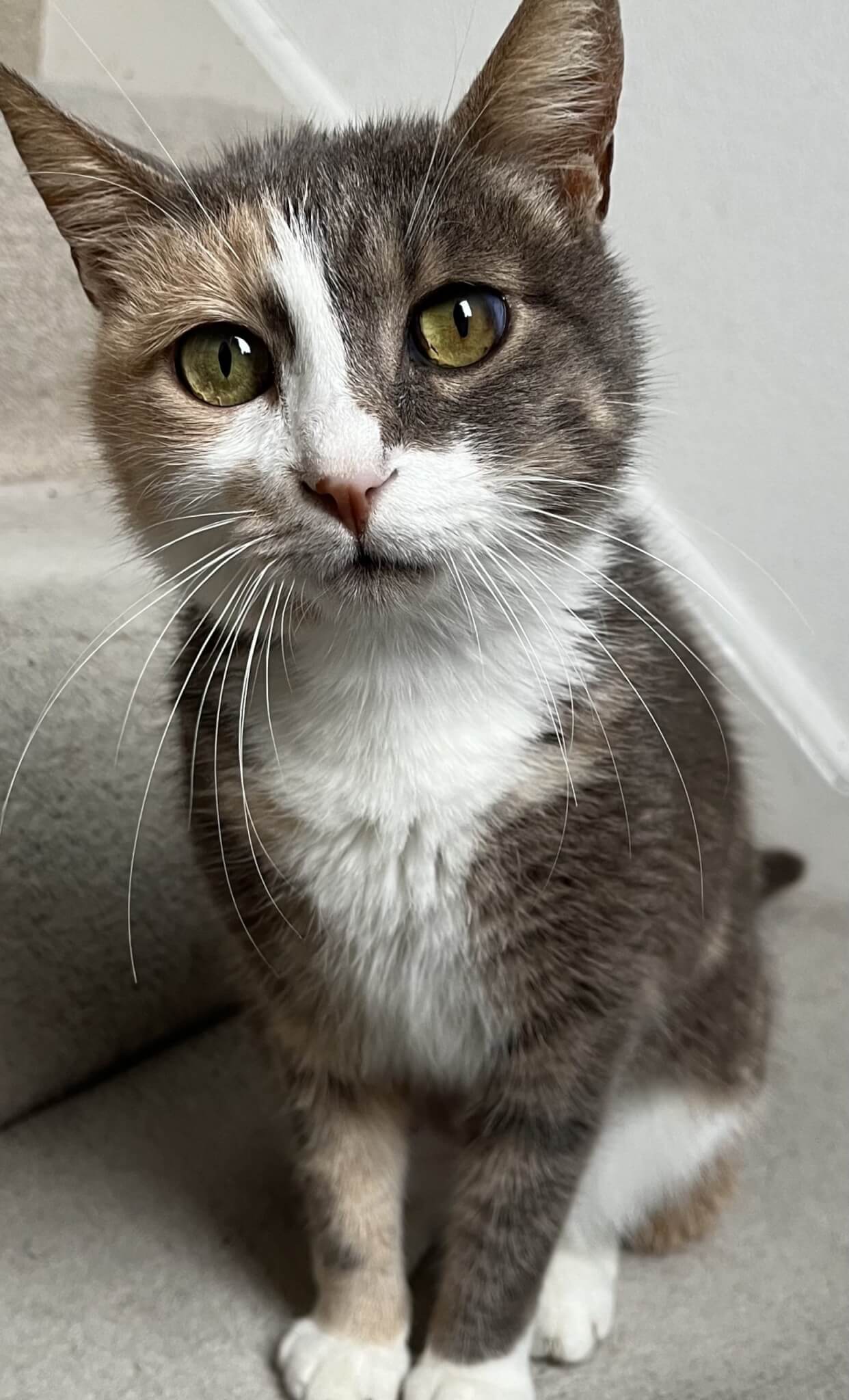 1+ Year Post FIP Diagnosis – FIP Cats UK