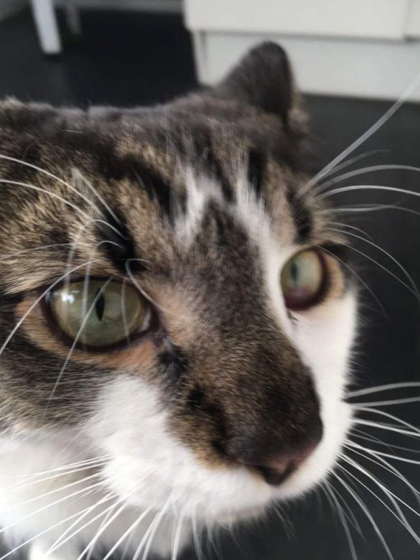 All about FIP (Feline Infectious Peritonitis) – FIP Cats UK