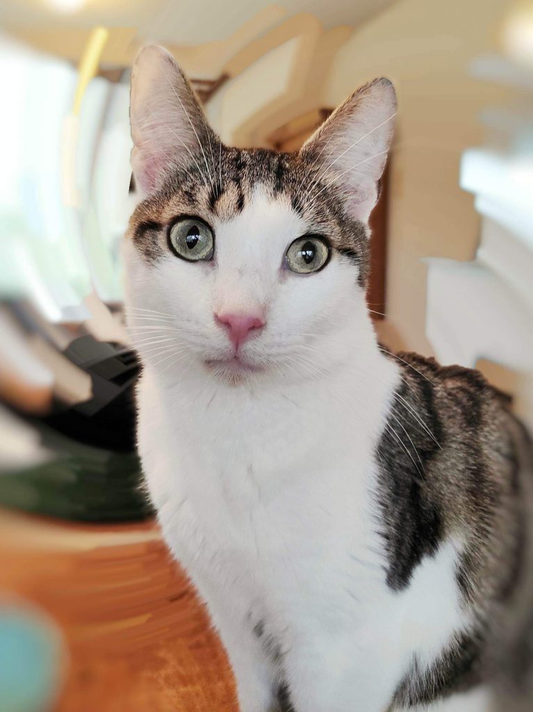 FIP Cats UK’s Preferred Treatment Protocol – FIP Cats UK