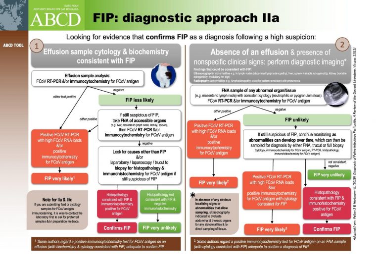 Diagnosing and Testing for FIP – FIP Cats UK
