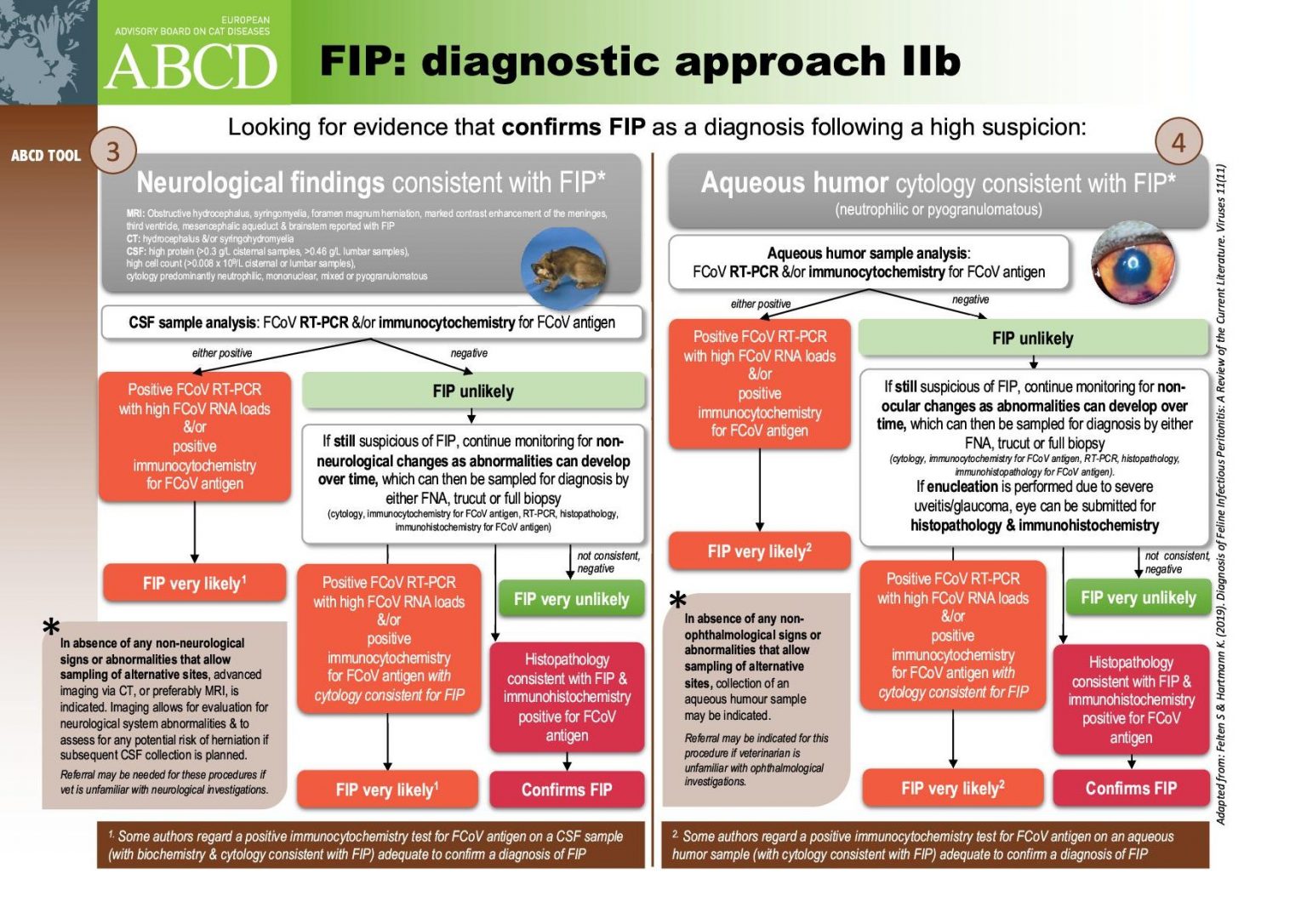 Diagnosing and Testing for FIP – FIP Cats UK