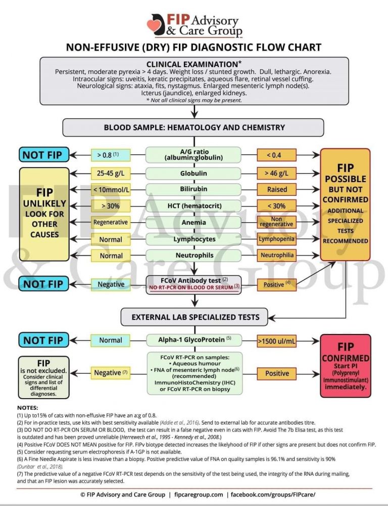 Diagnosing and Testing for FIP – FIP Cats UK