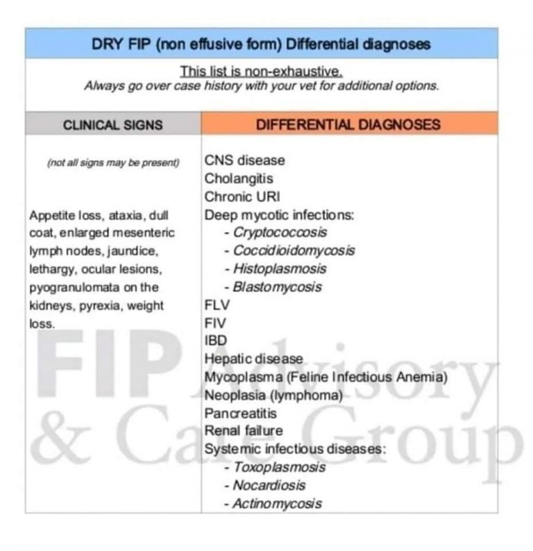 Diagnosing and Testing for FIP – FIP Cats UK