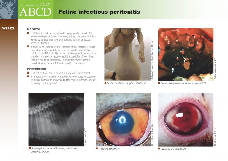 Diagnosing and Testing for FIP – FIP Cats UK