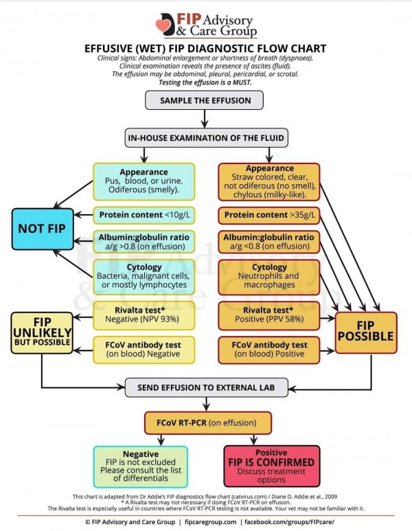 Diagnosing and Testing for FIP – FIP Cats UK