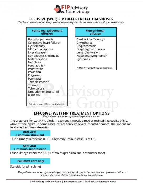 Diagnosing and Testing for FIP – FIP Cats UK