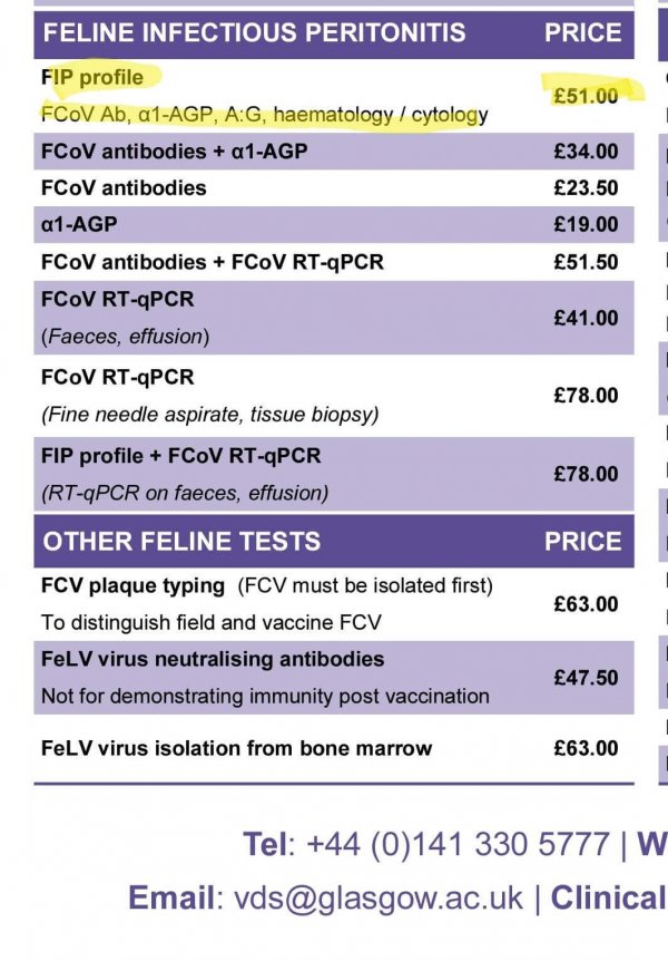 Diagnosing and Testing for FIP – FIP Cats UK