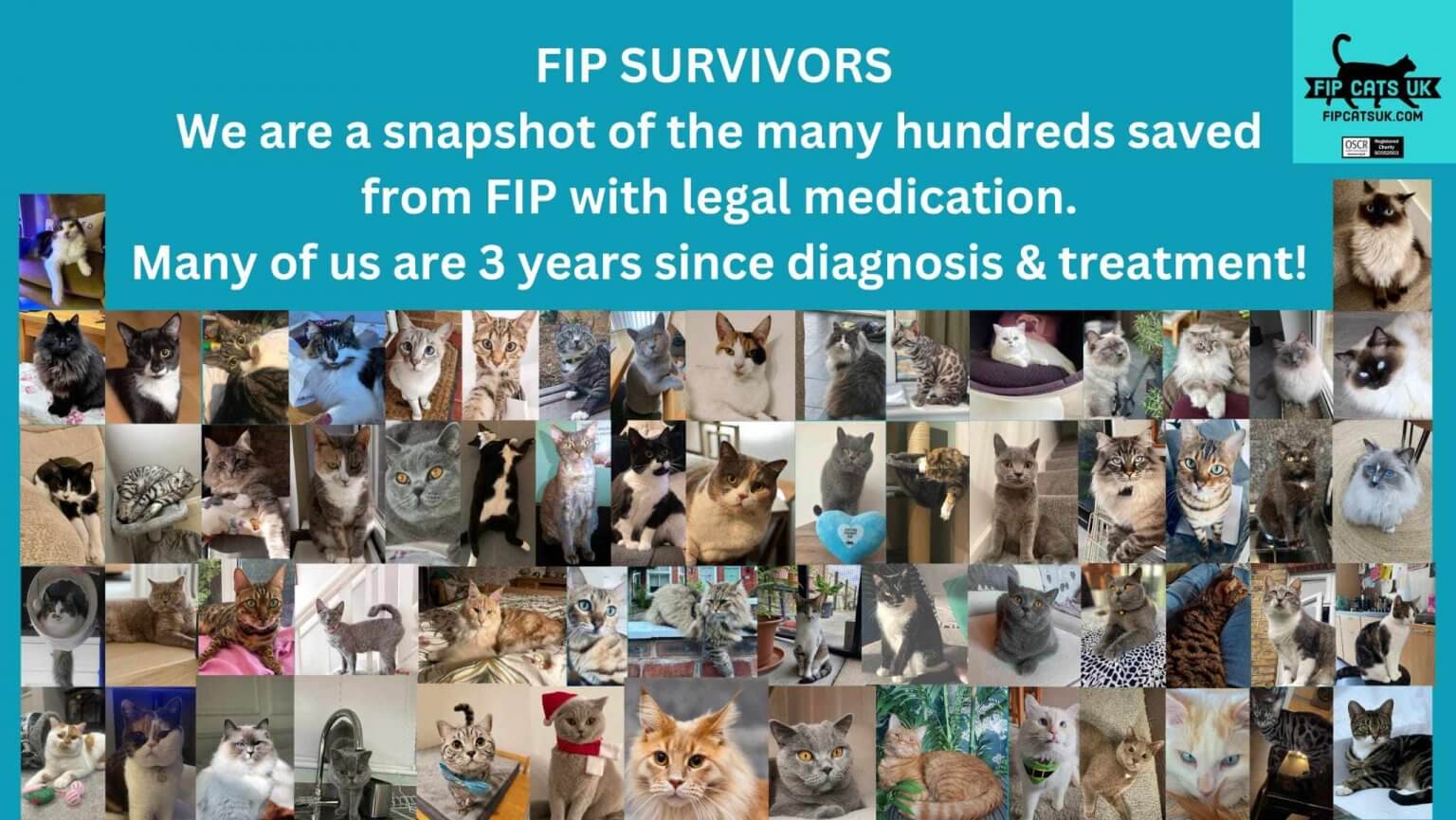 FIP Cats UK – Feline Infectious Peritonitis: Legal UK Veterinary ...